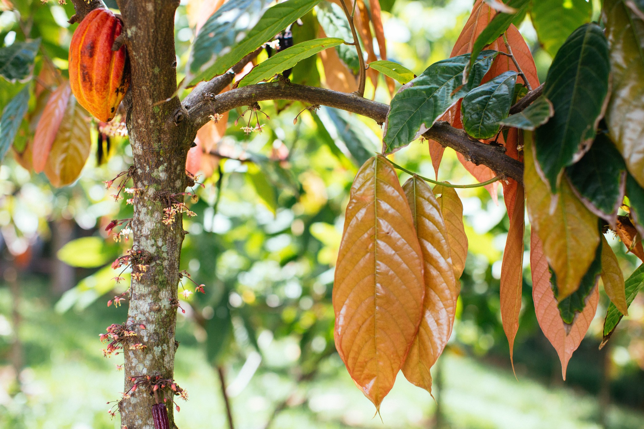 Story of Hawaiian Kapa Art and Culture | Lydgate Farms