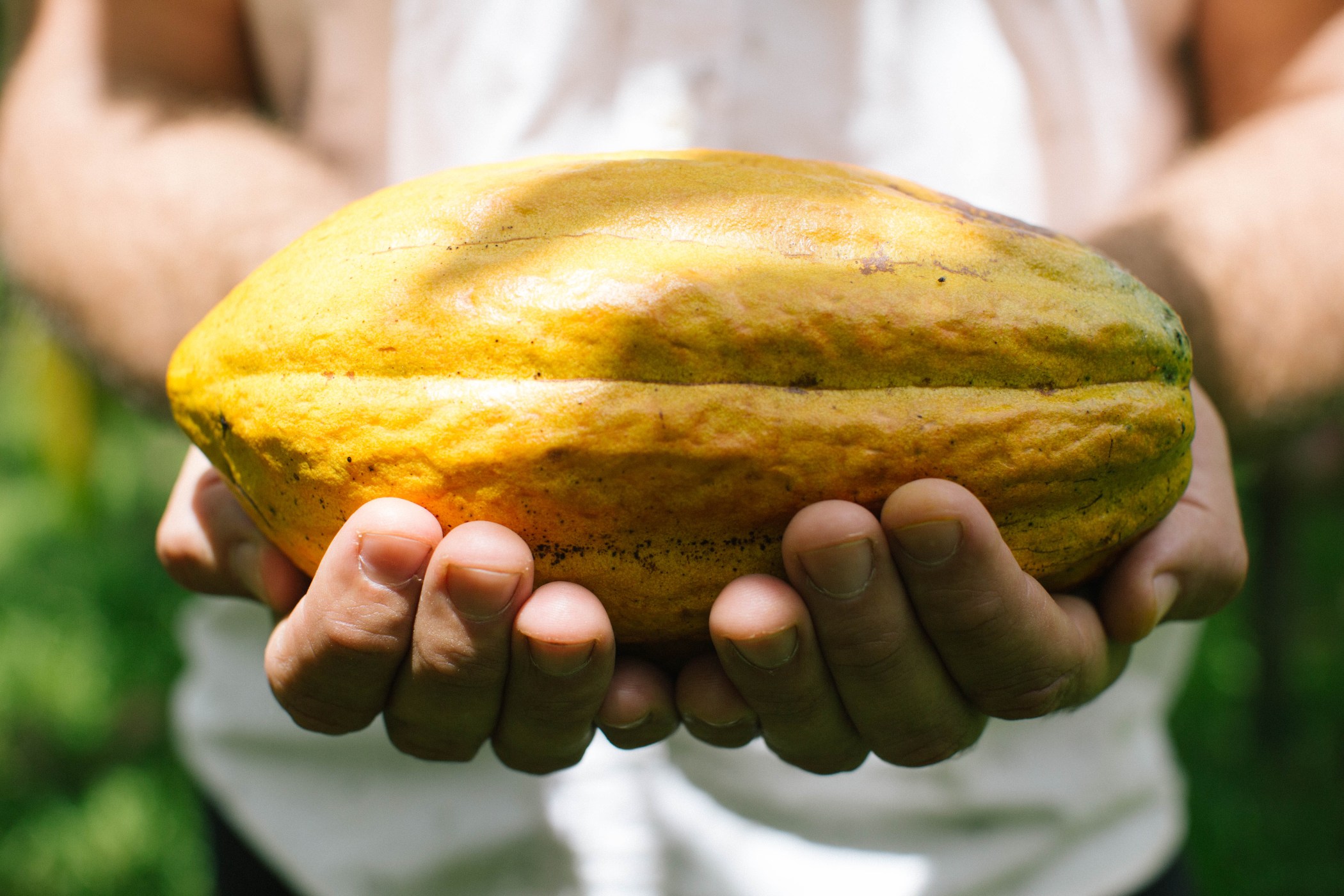 Lydgate Farms | Chocolate Farm Kauai Tour and Tasting