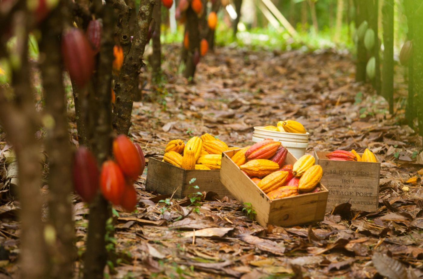 Hawaii Chocolate Plantation Pictures | Lydgate Farms