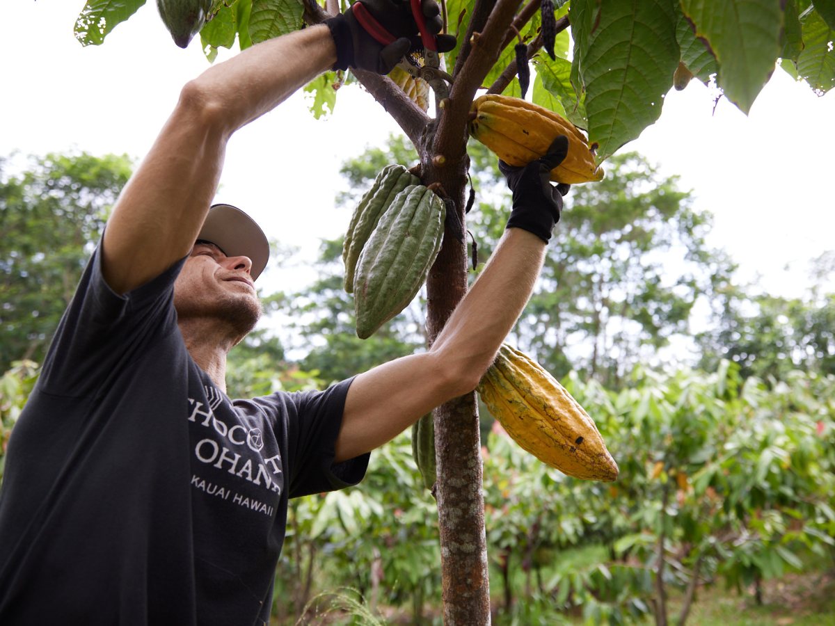 Lydgate Farms | Chocolate Farm Kauai Tour and Tasting