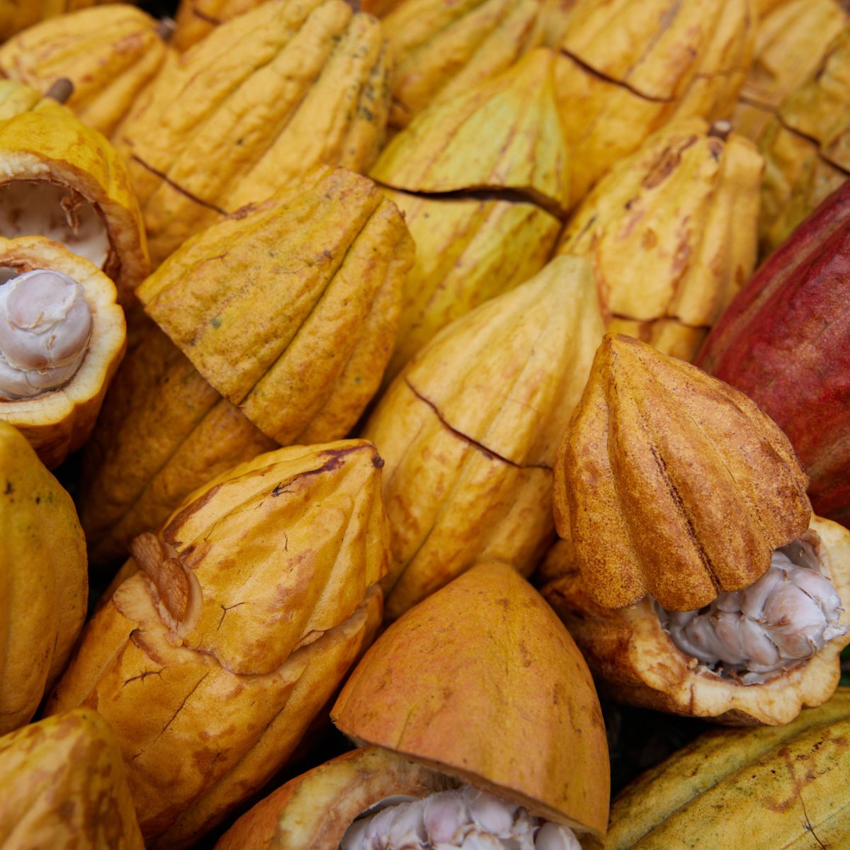 Lydgate Farms | Chocolate Farm Kauai Tour and Tasting