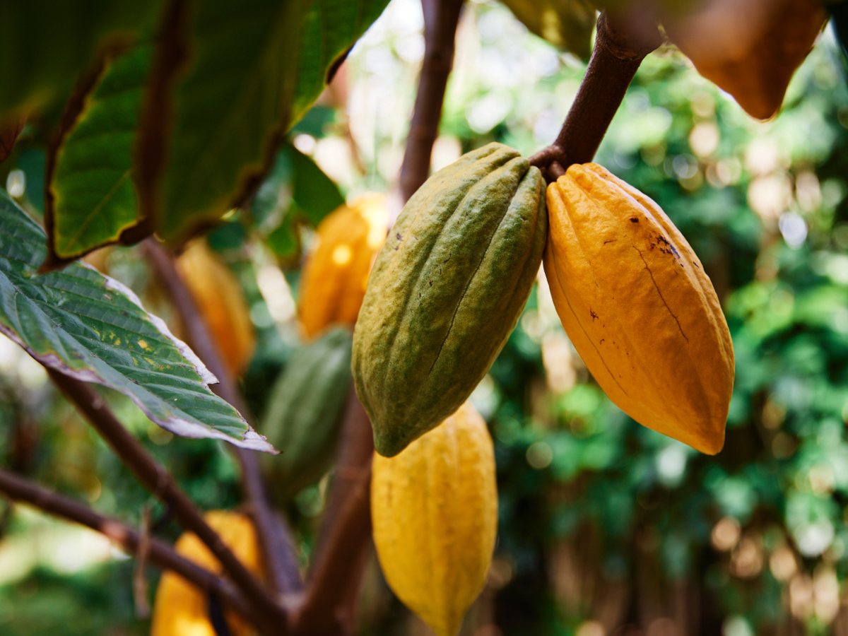 Lydgate Farms | Chocolate Farm Kauai Tour and Tasting