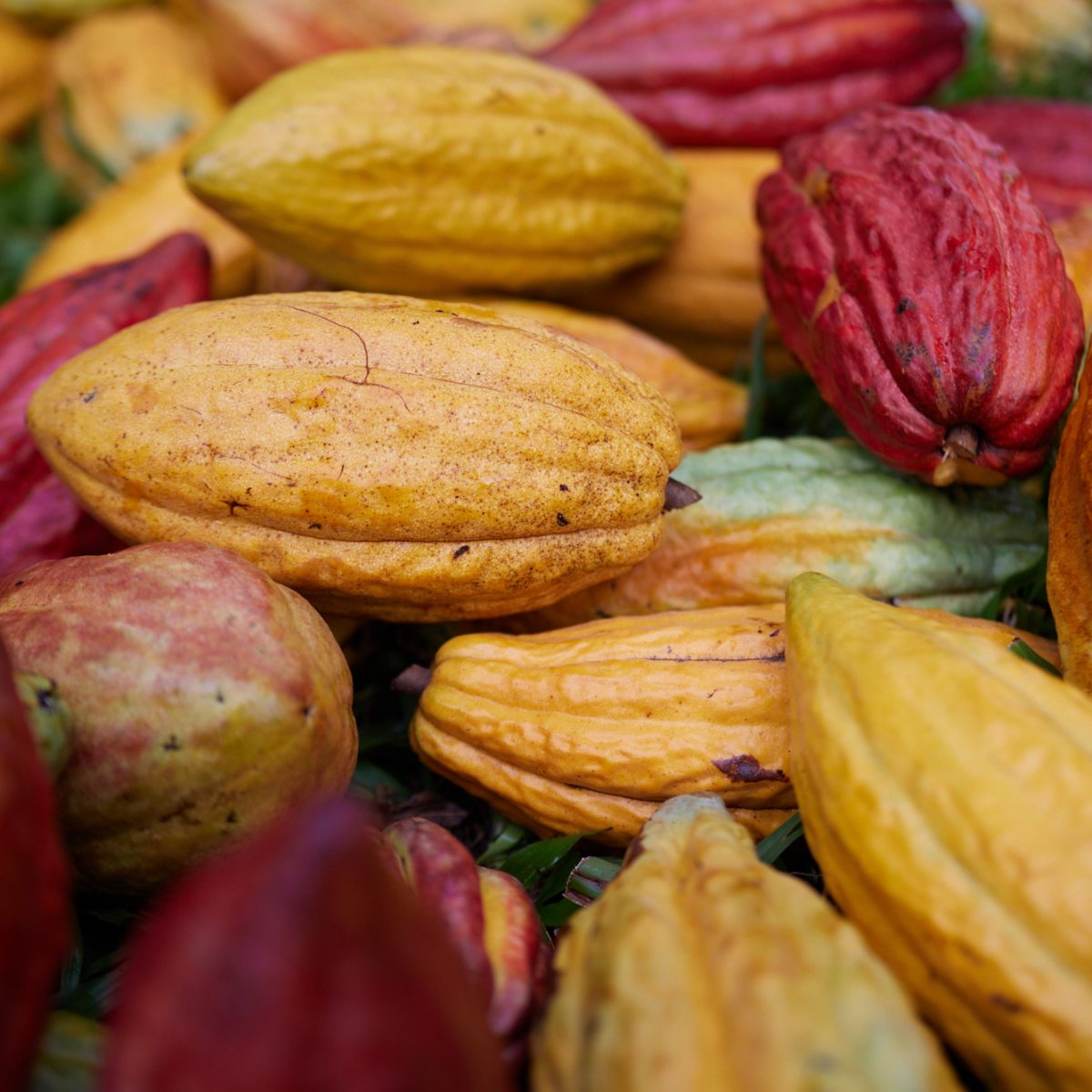 Lydgate Farms | Chocolate Farm Kauai Tour and Tasting