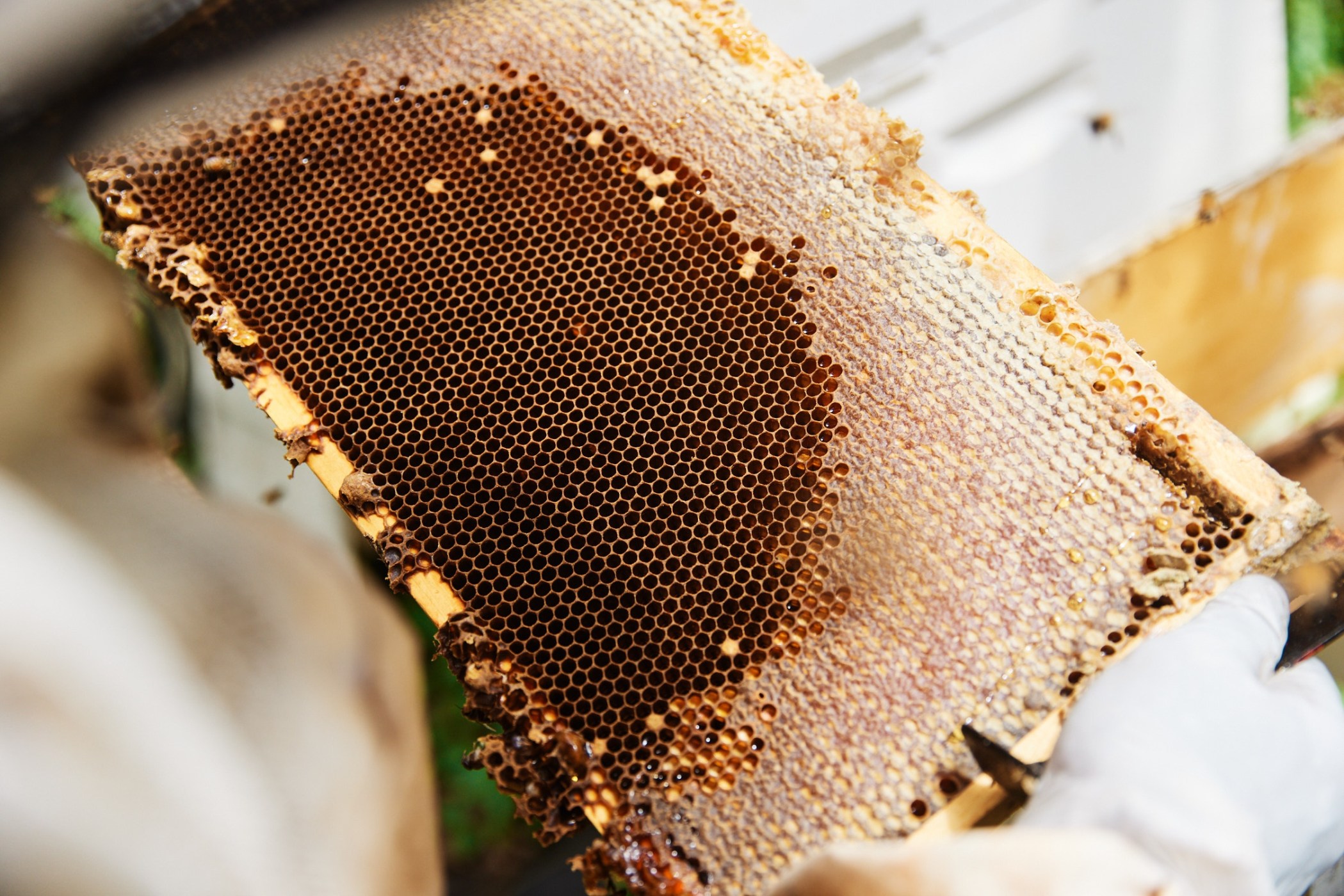Inside the Hive: Honey & Bee Tour | Lydgate Farms