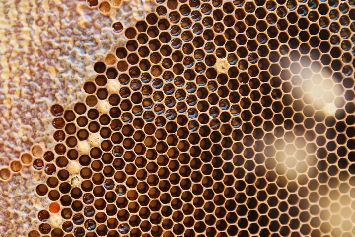 Inside the Hive: Honey & Bee Tour | Lydgate Farms