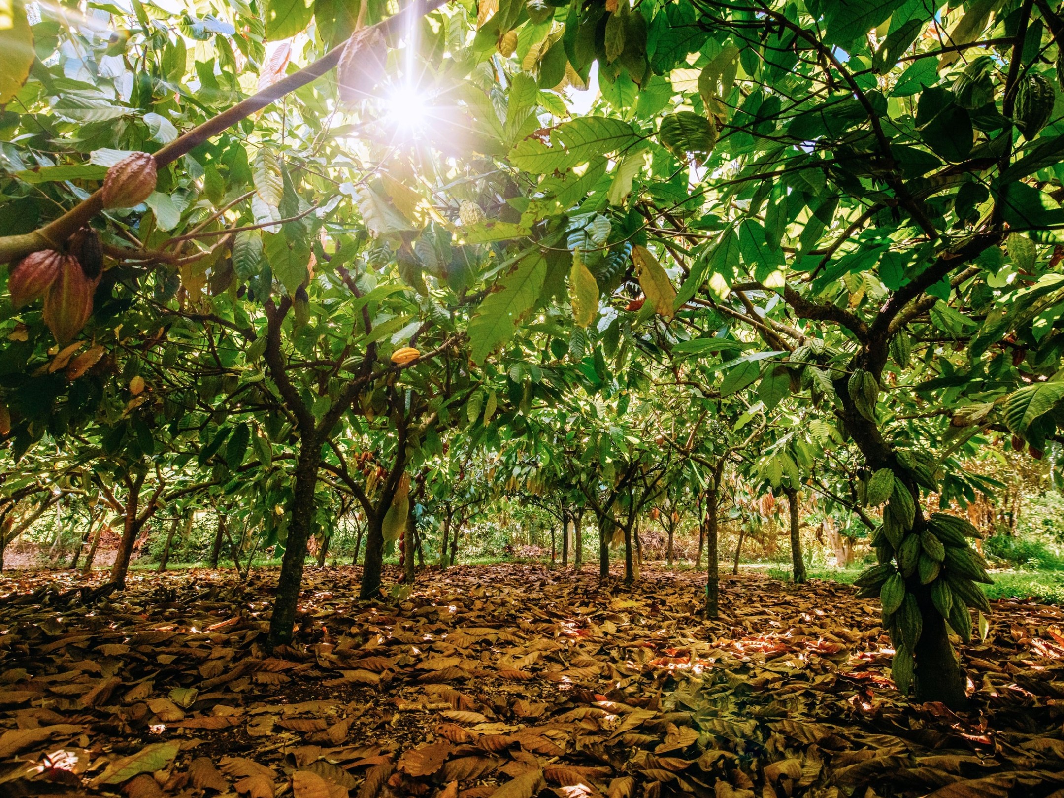 Lydgate Farms | Chocolate Farm Kauai Tour and Tasting